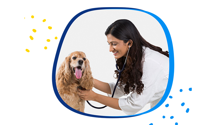 eVetsCare - Vet consultation with audio video